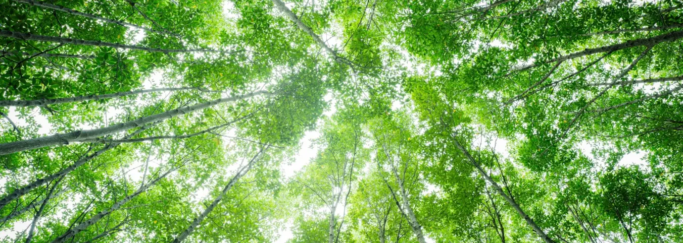 The Future of Carbon Credits: Key Takeaways from COP29